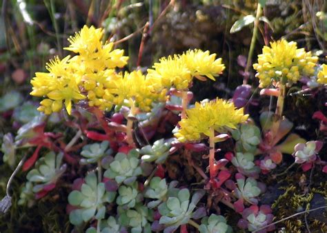 Sedum Spathulifolium Broadleaf Stonecrop Sedum Spathulifol Flickr