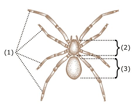 Spider Legs And How They Work The Infinite Spider