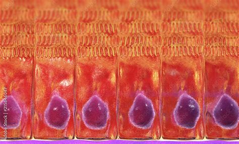 Simple Columnar Epithelium D Illustration Histology Background Columnar Epithelium Is Found