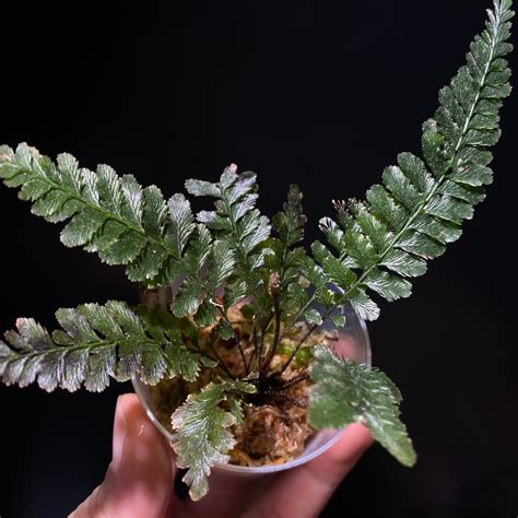 Trichomanes Sp Bau Sarawak Pay Id