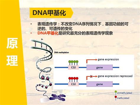dna甲基化结果 dna甲基化 随意贴