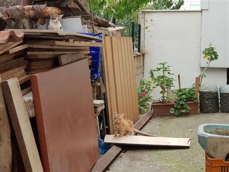 Premium Photo Potted Plants On Table Outside Building