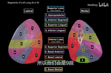 肺结构肺叶胸膜胸膜隐窝 哔哩哔哩