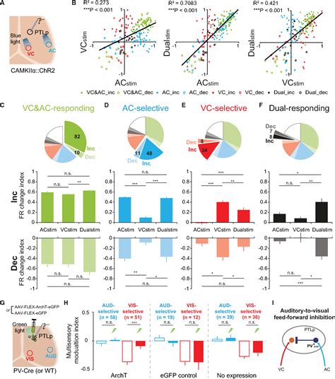 Figure 7 From A Neural Circuit For Auditory Dominance Over Visual Perception Semantic Scholar