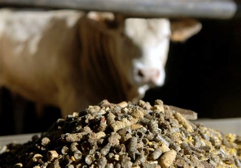 How Do You Make Cattle Feed Pellets Mikim Machinery