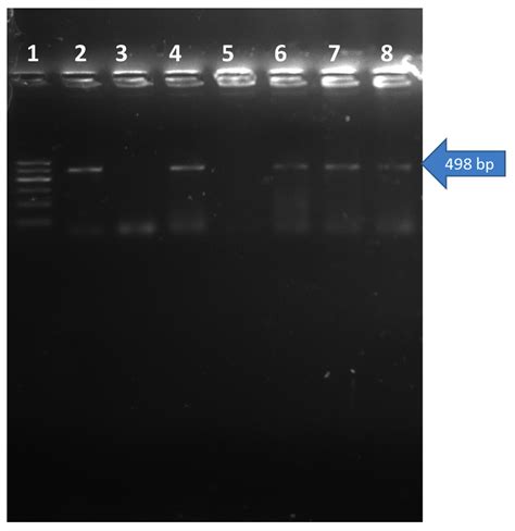 Isolation Identification And Molecular Characterization Of Brucella Abortus From Bovines