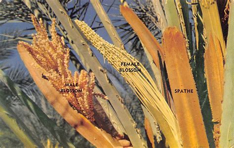 Sex Life Of The Date Palm Sex Life Of The Date Palm Topics Other Postcard Hippostcard