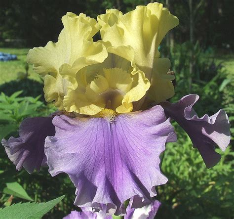 PlantFiles Pictures: Tall Bearded Iris 'Edith Wolford' (Iris) by zacattack