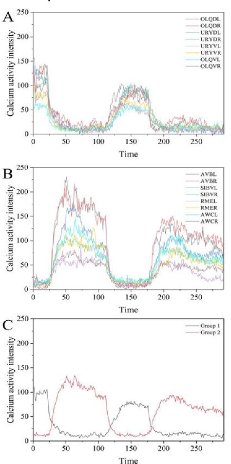 Figure 1 From Self Organized Criticality In C Elegans Neural Network