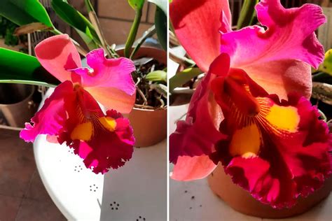 Догляд за орхідеями в домашніх умовах полив пересадка адаптація