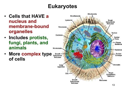 Cell Basic Unit Of Life Pptx