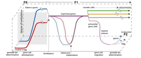 Developmental Programming Flashcards Quizlet