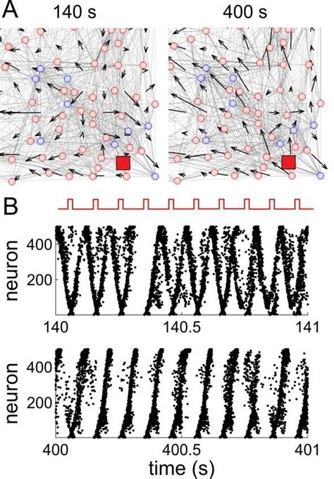 Intermittent Synchronization Of The Network To External Stimulus A Download Scientific