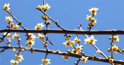 파란 하늘과 노란 납매