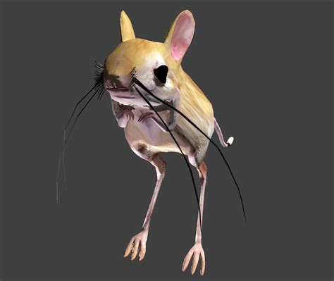 Jerboa Mouse With Long Legs 3d Model Animated Rigged Cgtrader