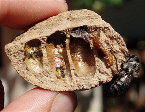 Factsheet Megachile Bees