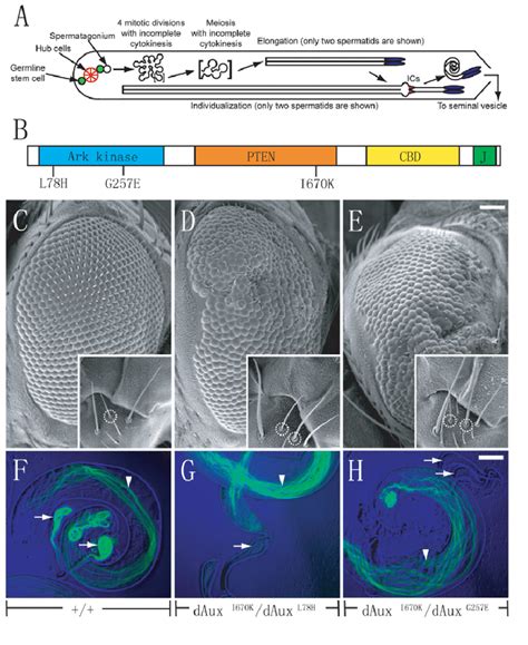 Aux Mutant Males Fail To Produce Mature Sperm A Diagram Of Download Scientific Diagram