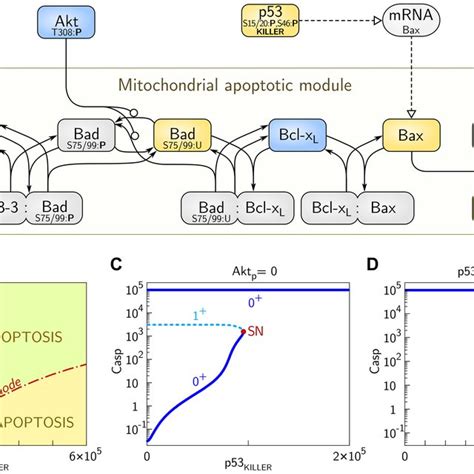 Deterministic Simulation Trajectories Of The Intact System In Response