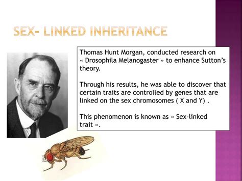 Ppt 62 Inheritance Of Linked Genes Powerpoint Presentation Free
