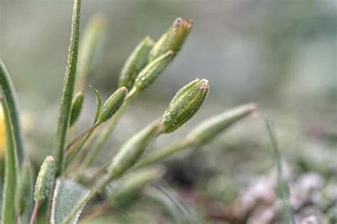 Premium Photo Frozen Flower