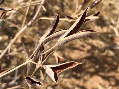 Senna Covesii Calflora