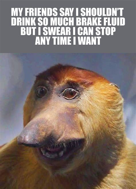 Proboscis Monkey Comedian Rmemes