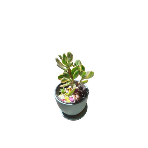 Crassula Ovata Variegated Himalaya Floriculture