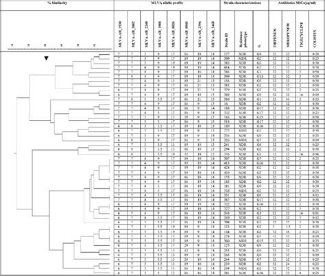 Dendrogram Shows The Genetic Diversity Of 49 Ctrab Isolates By Mlva