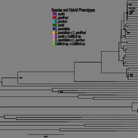 Figure S1 Maximum Likelihood Ml Tree Showing Phylogenetic