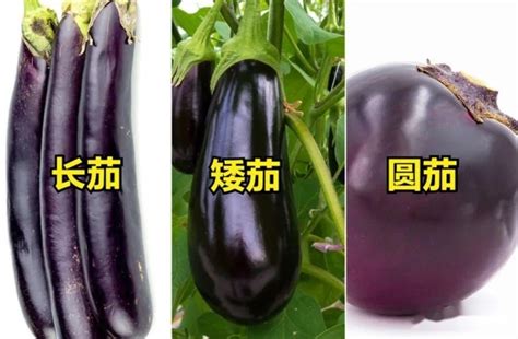 茄科蔬菜，你了解多少？ 知乎