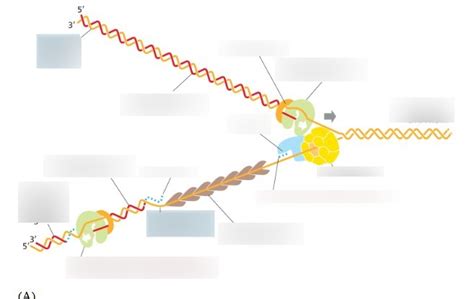 Iupui Cell Bio Test 2 Diagram 30 Diagram Quizlet