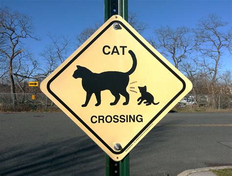 What A Catasstrophe Im Just Walkin