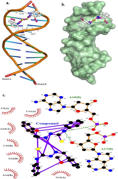 The Interaction Between Dna And 2a A Docked Conformation Of 2a With Download Scientific