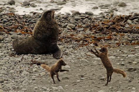 Песцовые игры ^.^ | Пикабу