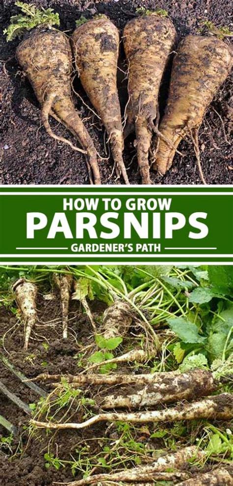 How To Plant And Grow Parsnips Gardeners Path