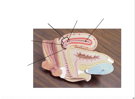 Female Lab Model Diagram Quizlet
