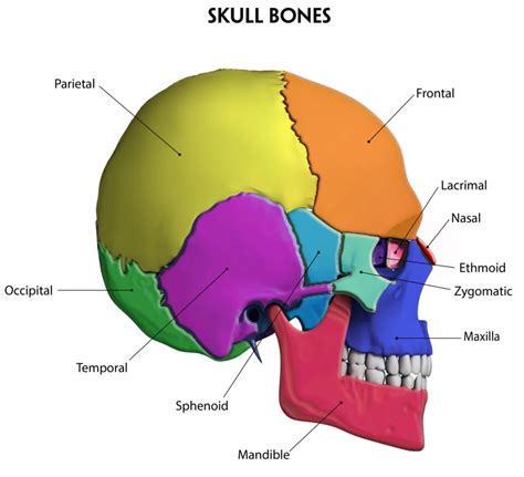 Cranial Bone Development An Explanation