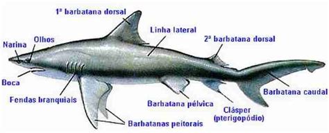Paixão Por Aquário Anatomia Dos Peixes