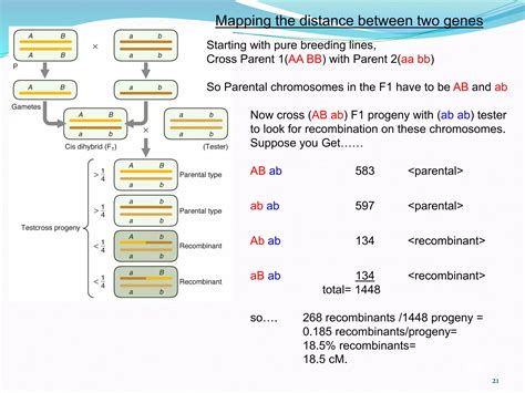 Genetic Linkage And Gene Mapping Pptx