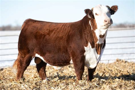 Hereford Premium Beef Genetics