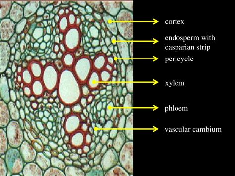 Ppt Plants External And Internal Structures Powerpoint Presentation