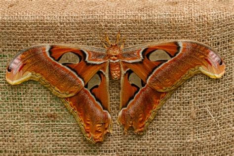 Attacus Moth Images Free Download On Freepik
