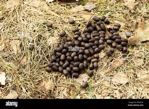 Deer Droppings In The Forest On The Grass Fresh European Fallow Deer