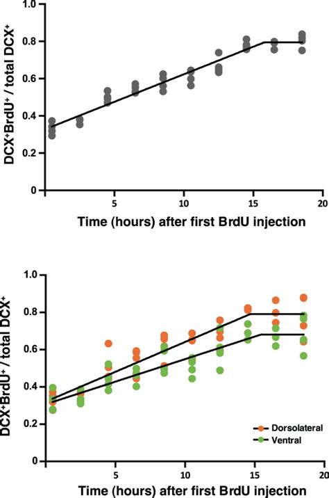 A Cumulative Brdu Labeling Protocol Was Performed To Determine Cell