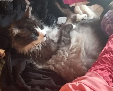 This Is Buscuits 16 Y O Male R Seniorkitties