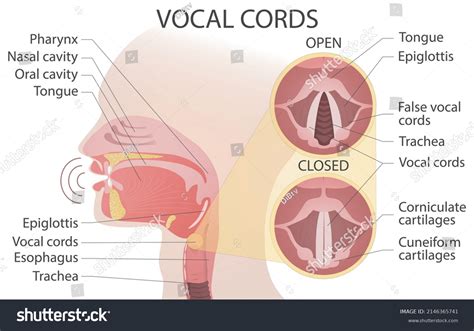 Vocal Cords Diagram