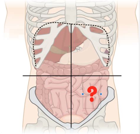 General Anatomy And Radiographic Positioning Terminology Ii Flashcards