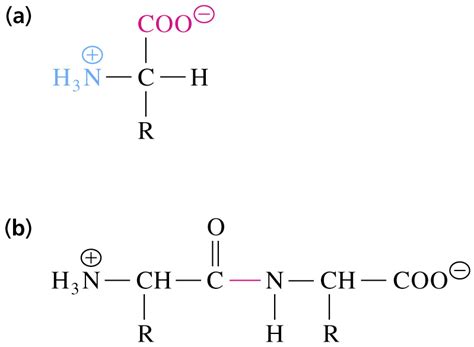 Solved Identify All Of The Functional Groups In The Chegg Com