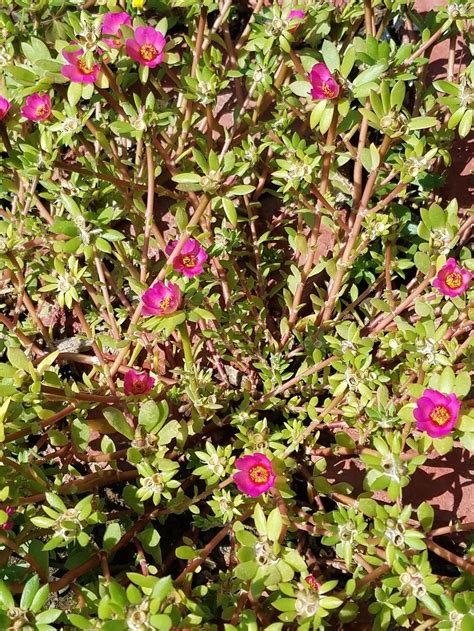 Purslanewild Portulaca In The Ask A Question Forum