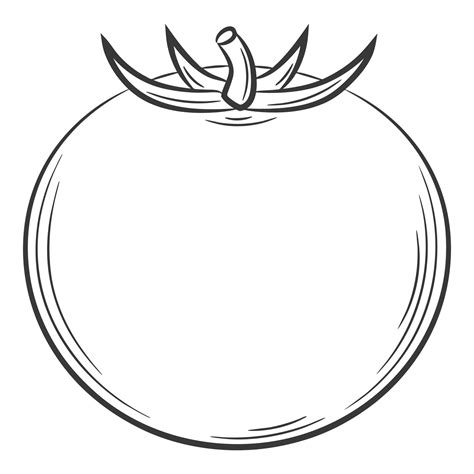 Tomato A Vegetable In A Linear Style Drawn By Hand Food Ingredient